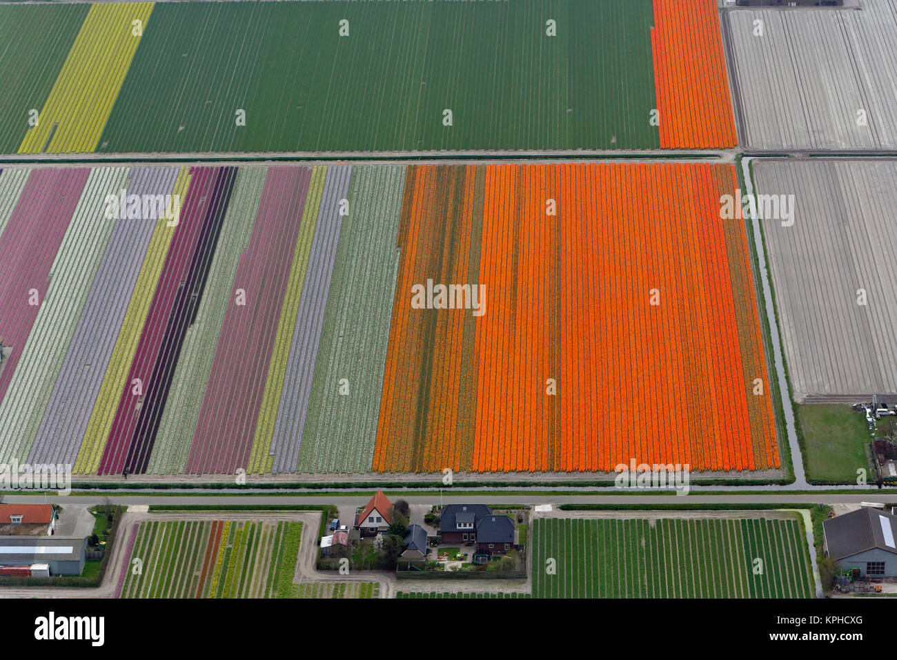 Aerial view of flower field patterns surrounding Amsterdam, Holland ...