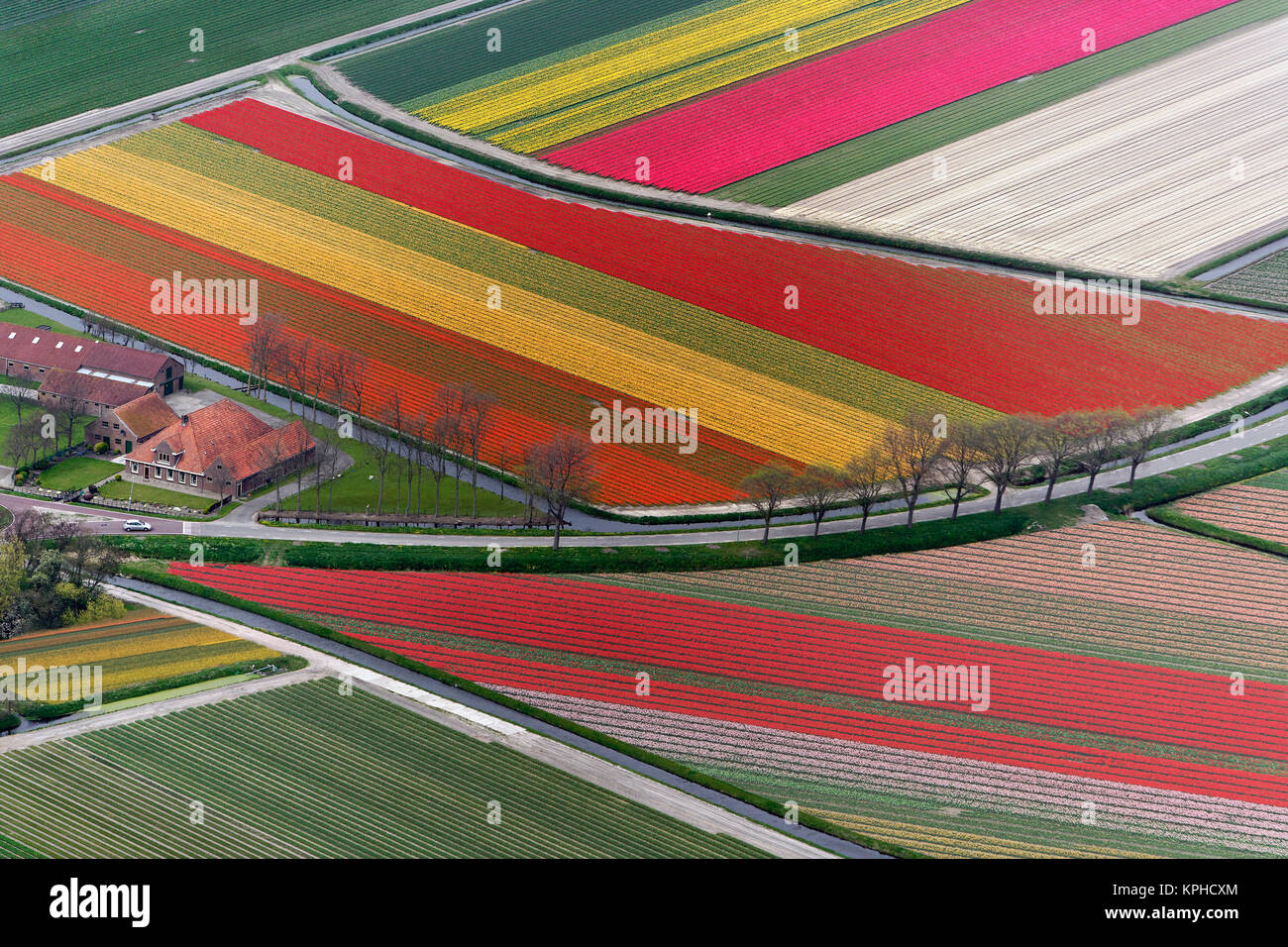 Aerial view of flower field patterns surrounding Amsterdam, Holland ...