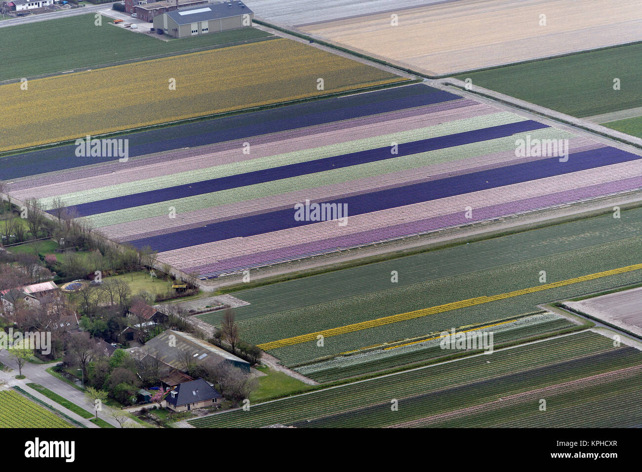 Aerial view of flower field patterns surrounding Amsterdam, Holland ...