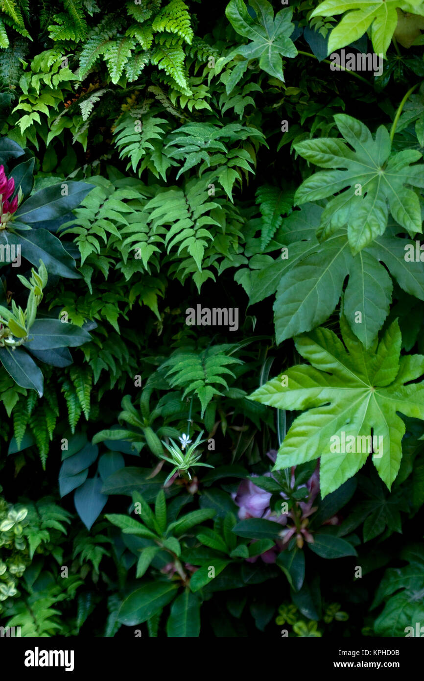 Background of plants Stock Photo - Alamy
