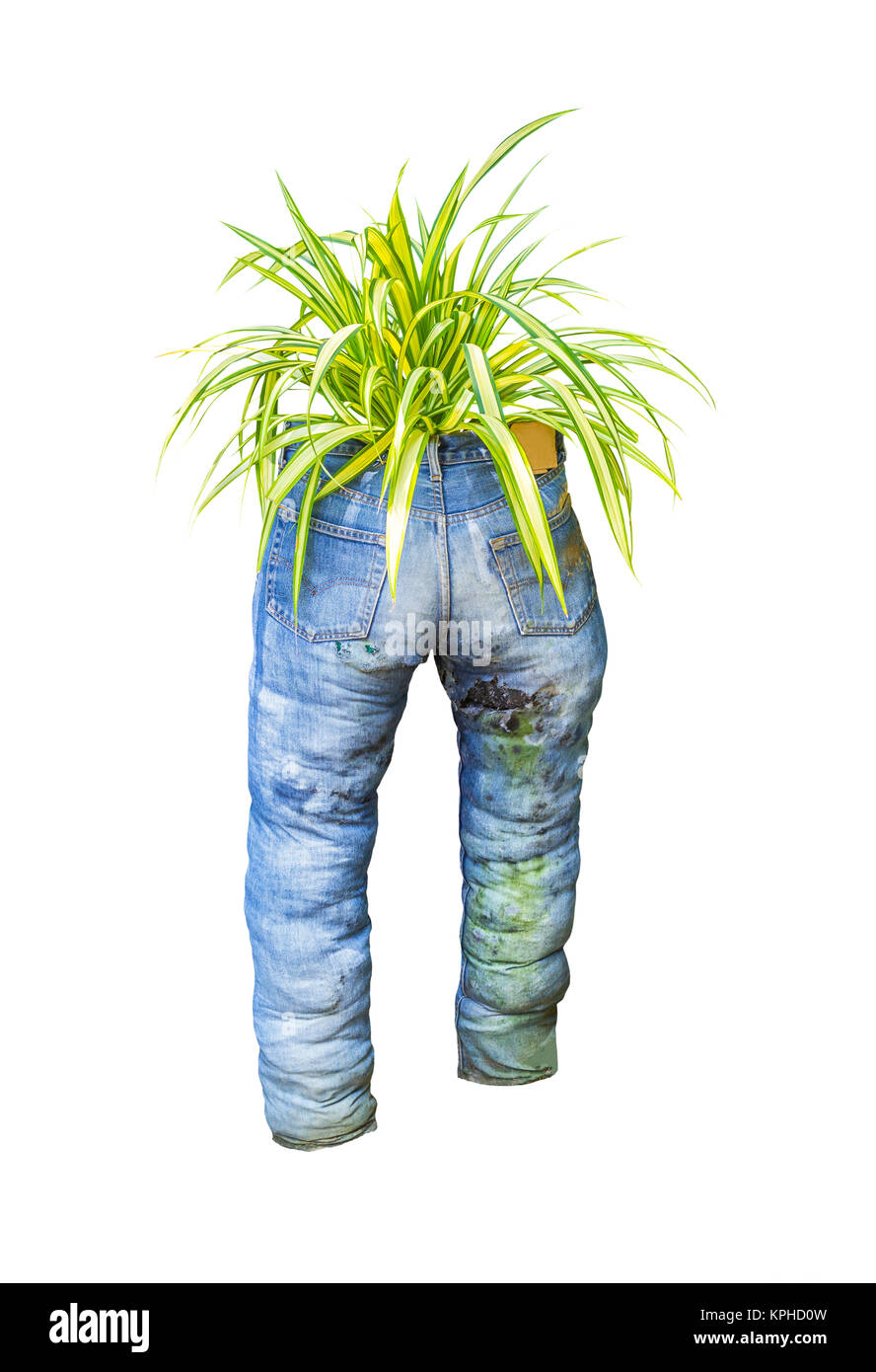 Green plant with old blue jeans isolated Stock Photo - Alamy