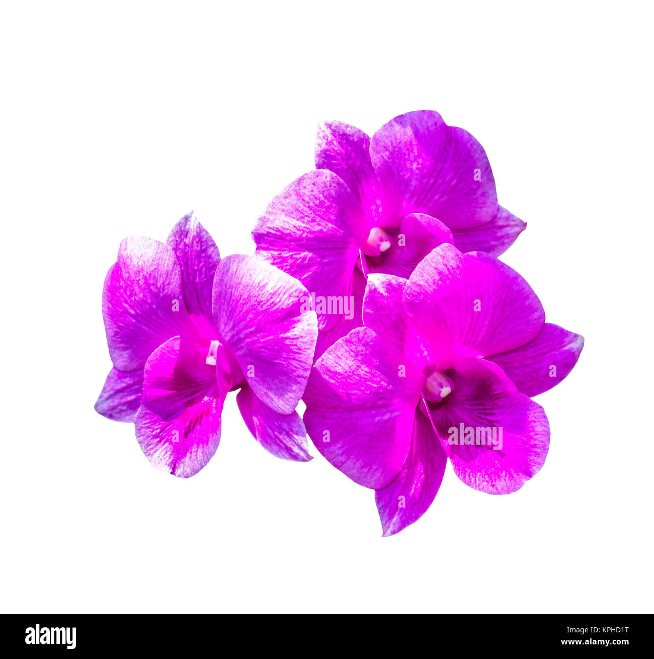 Three magenta orchid flowers isolated Stock Photo - Alamy
