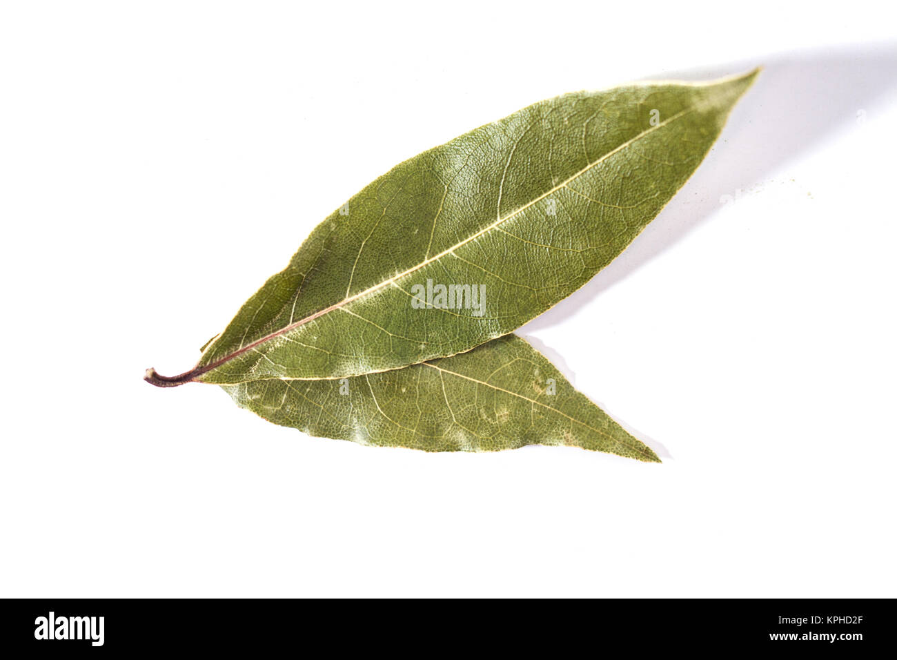 Bay leaf isolated on white Stock Photo - Alamy