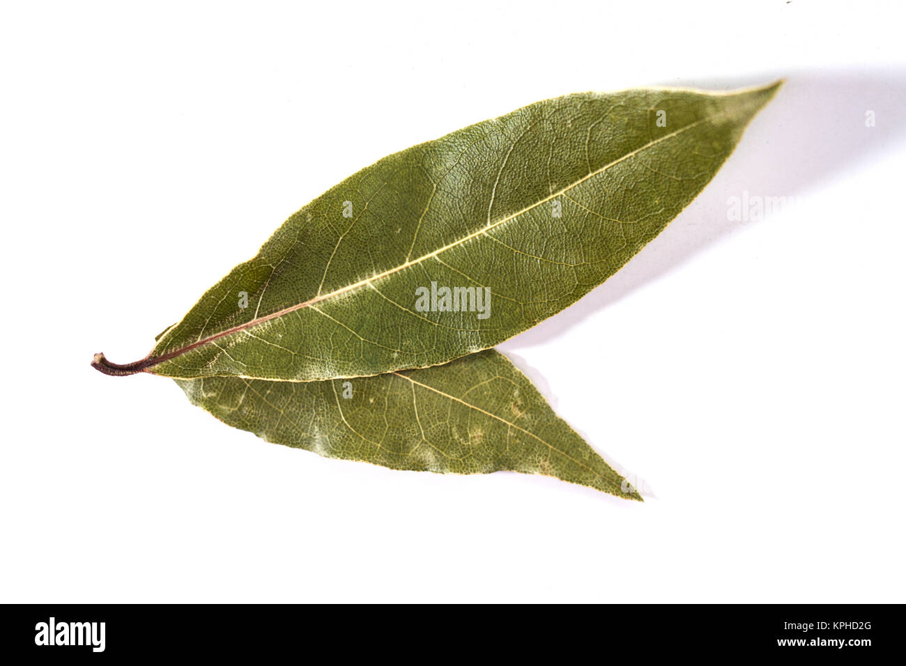 Bay leaf isolated on white Stock Photo - Alamy