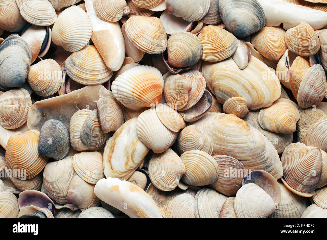 sea shells background Stock Photo - Alamy