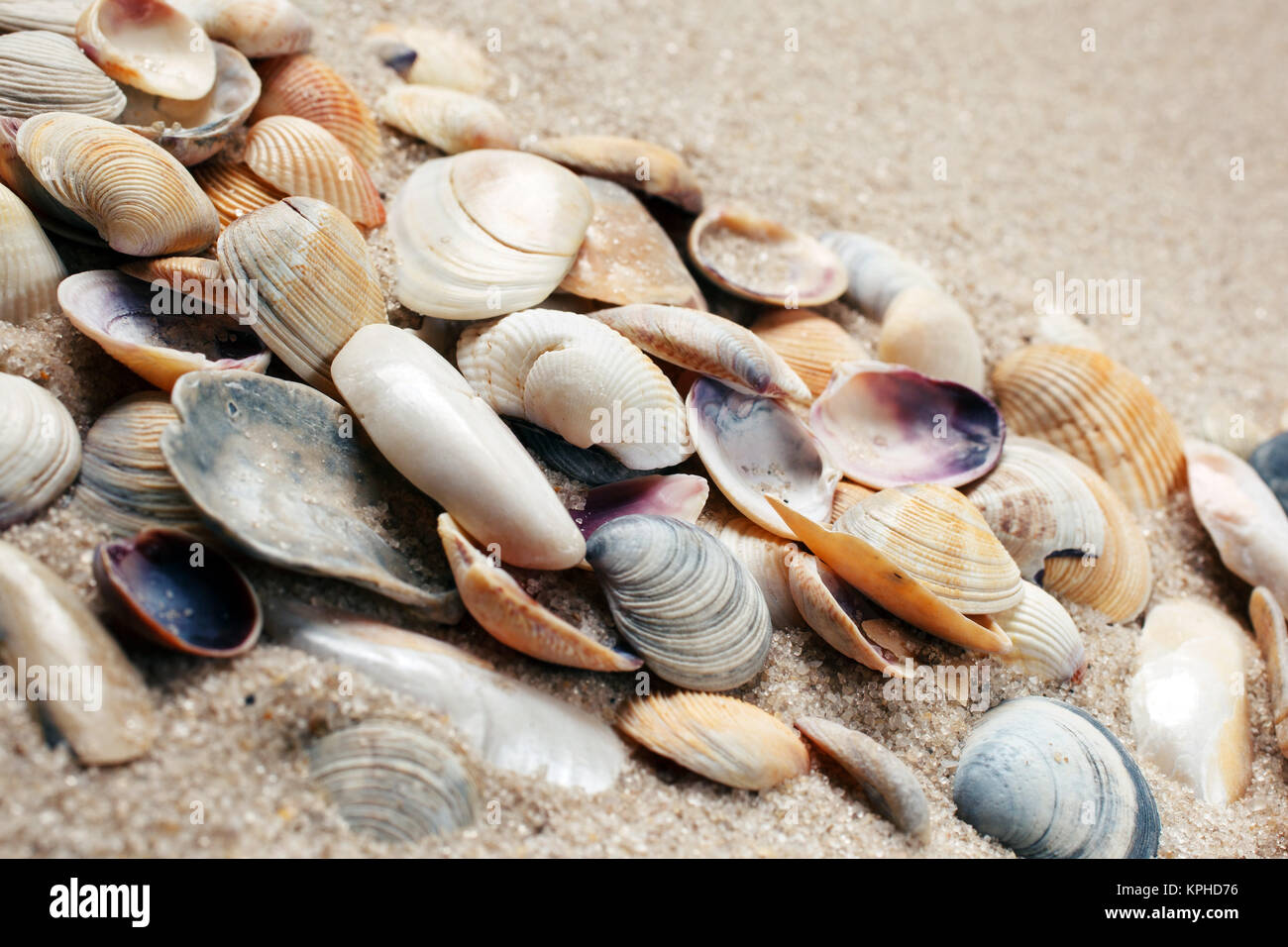 Sea shells on sand Stock Photo - Alamy