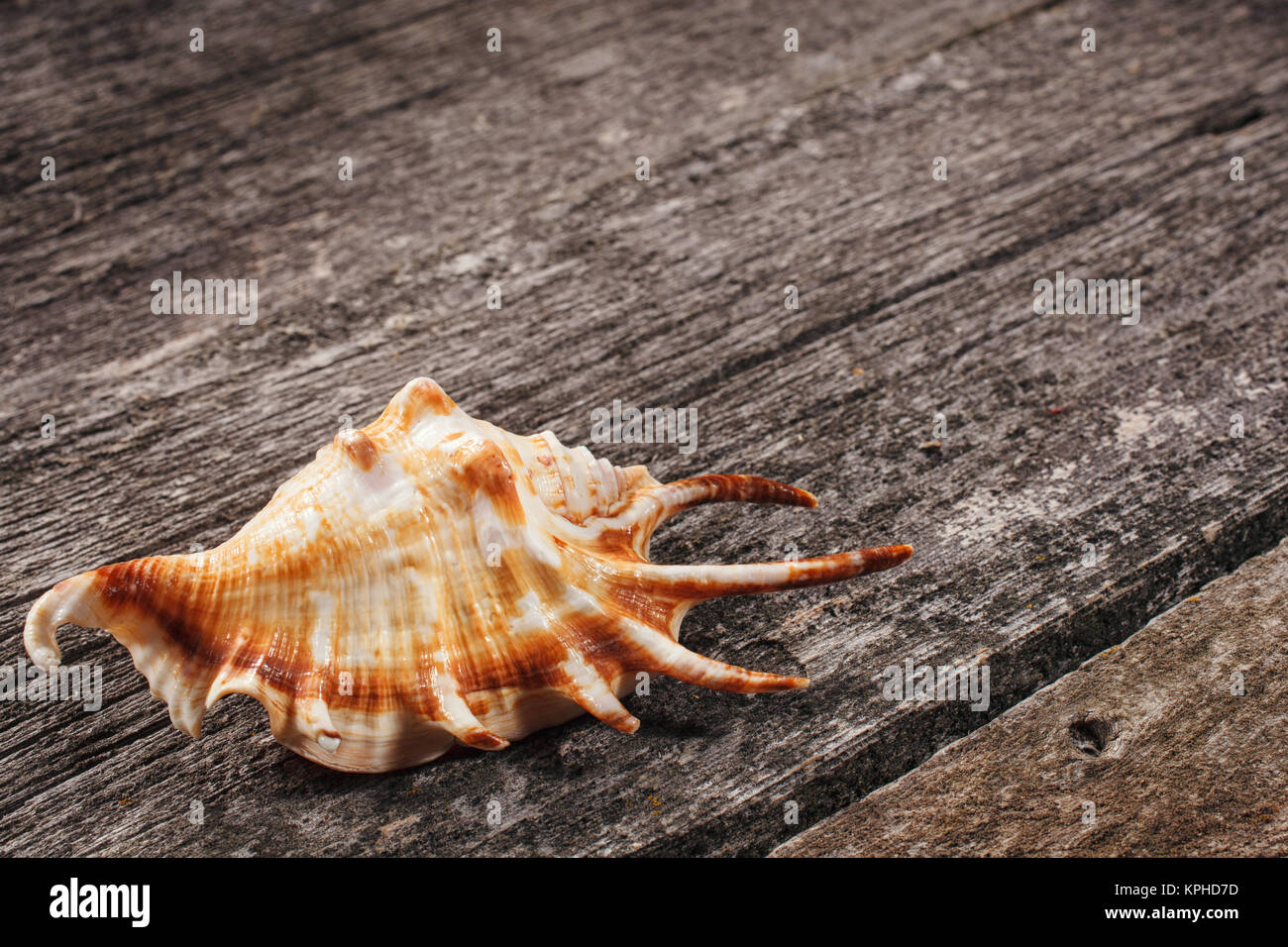 sea shell on wooden background Stock Photo - Alamy