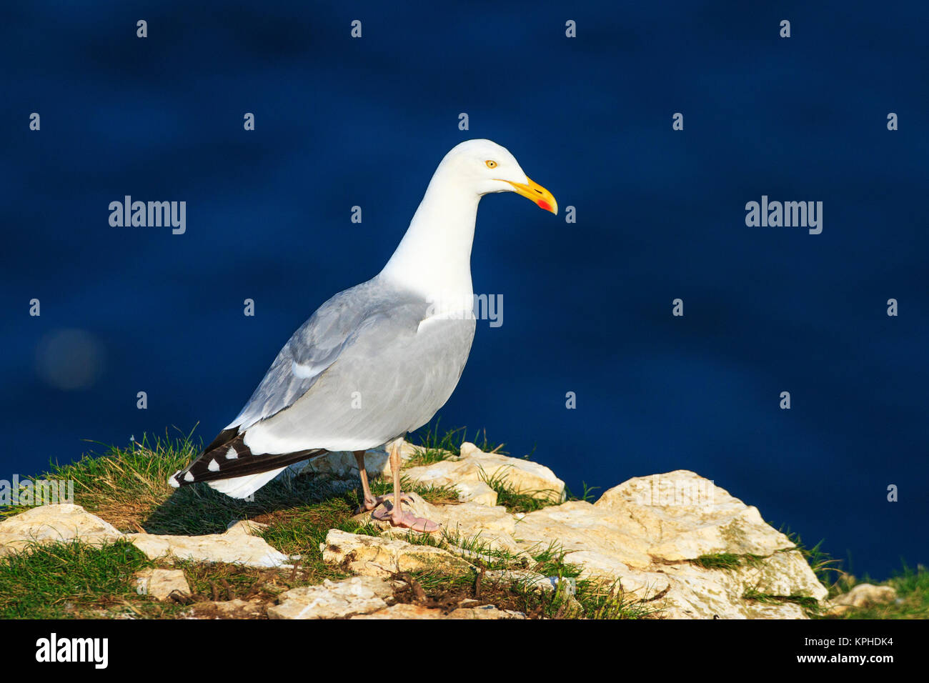 Herring Gull (Larus argentatus) on cliff top Stock Photo - Alamy
