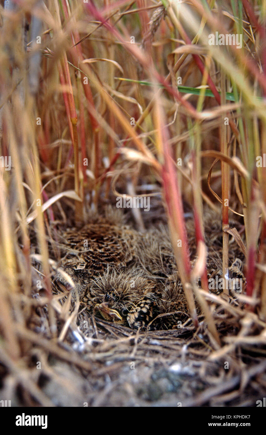 Skylark chicks in nest in stubble field. (Alauda arvensis Stock Photo ...