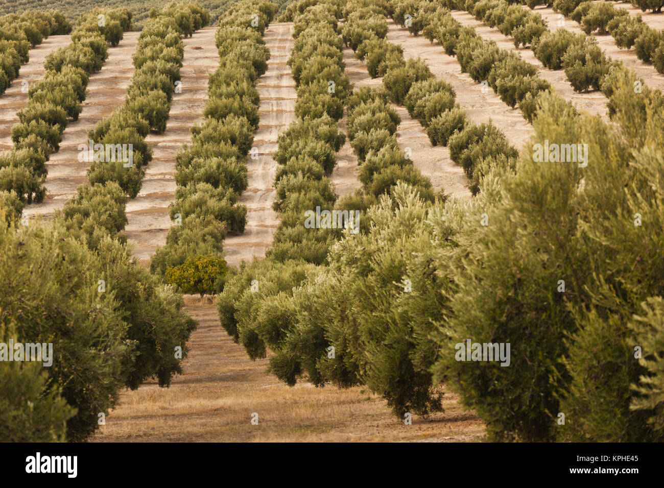 Jaen region hi-res stock photography and images - Alamy