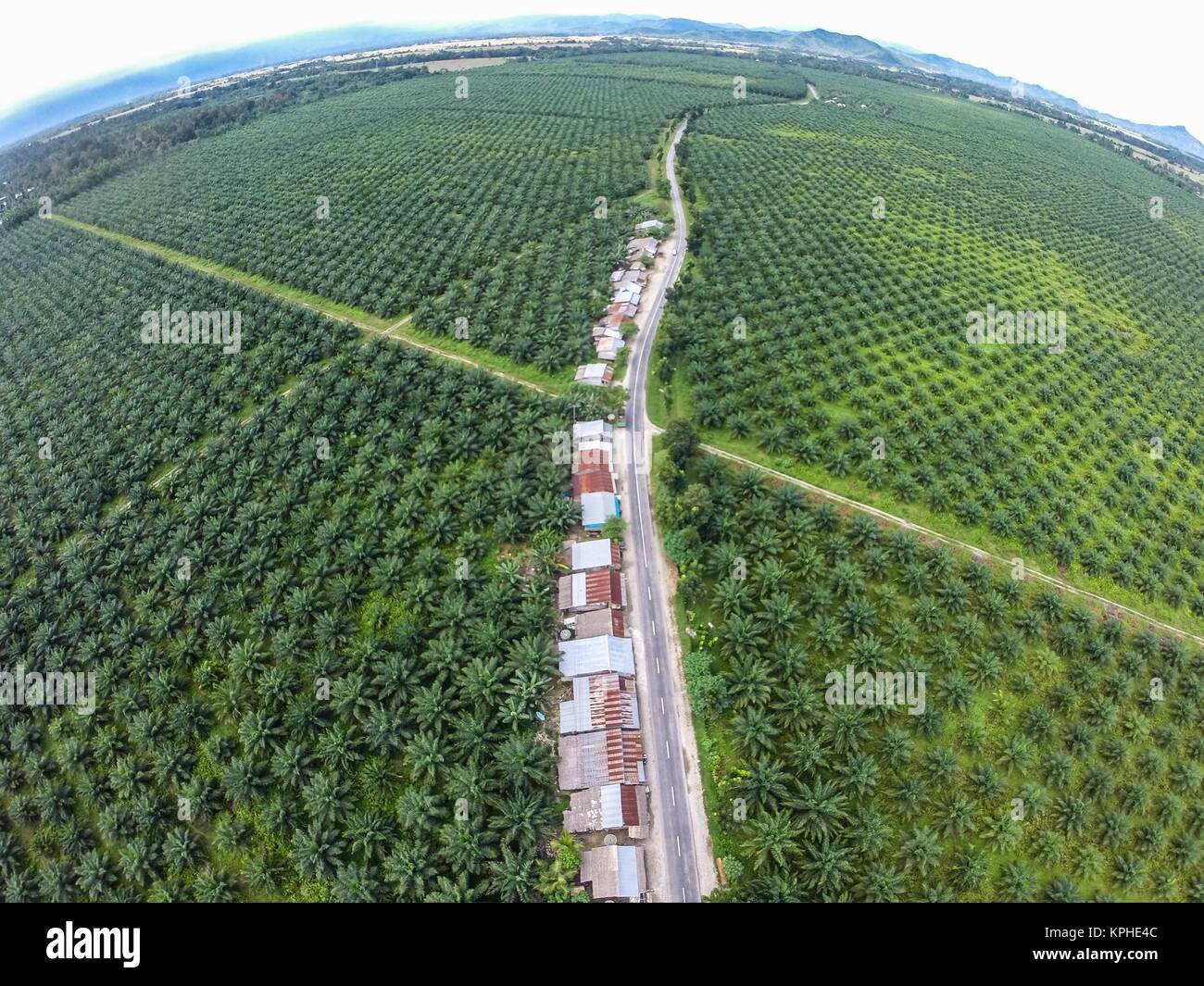 Palm Oil Plantation in the regency of Luwu Timur, South Sulawesi ...