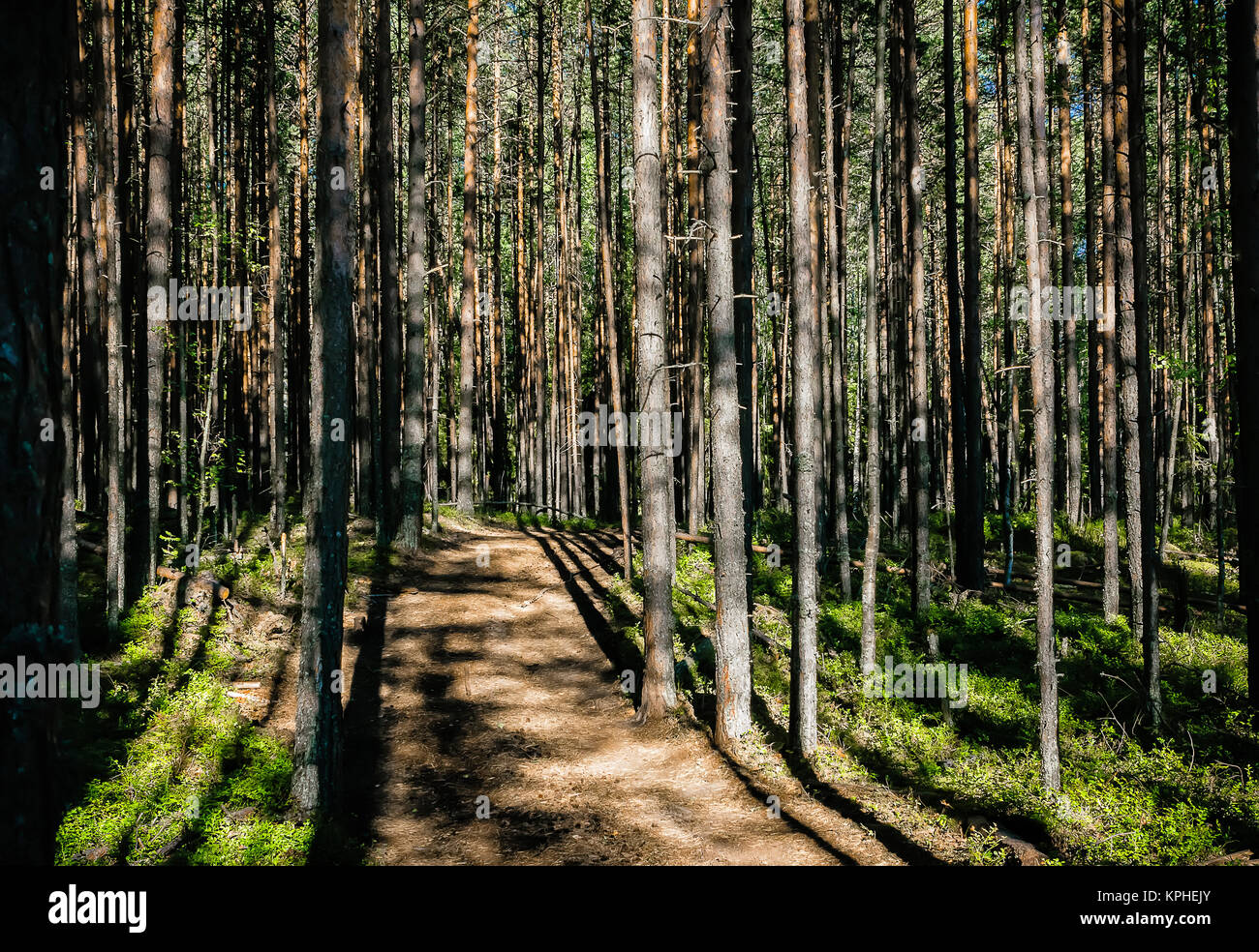 Path in coniferous forest Stock Photo - Alamy