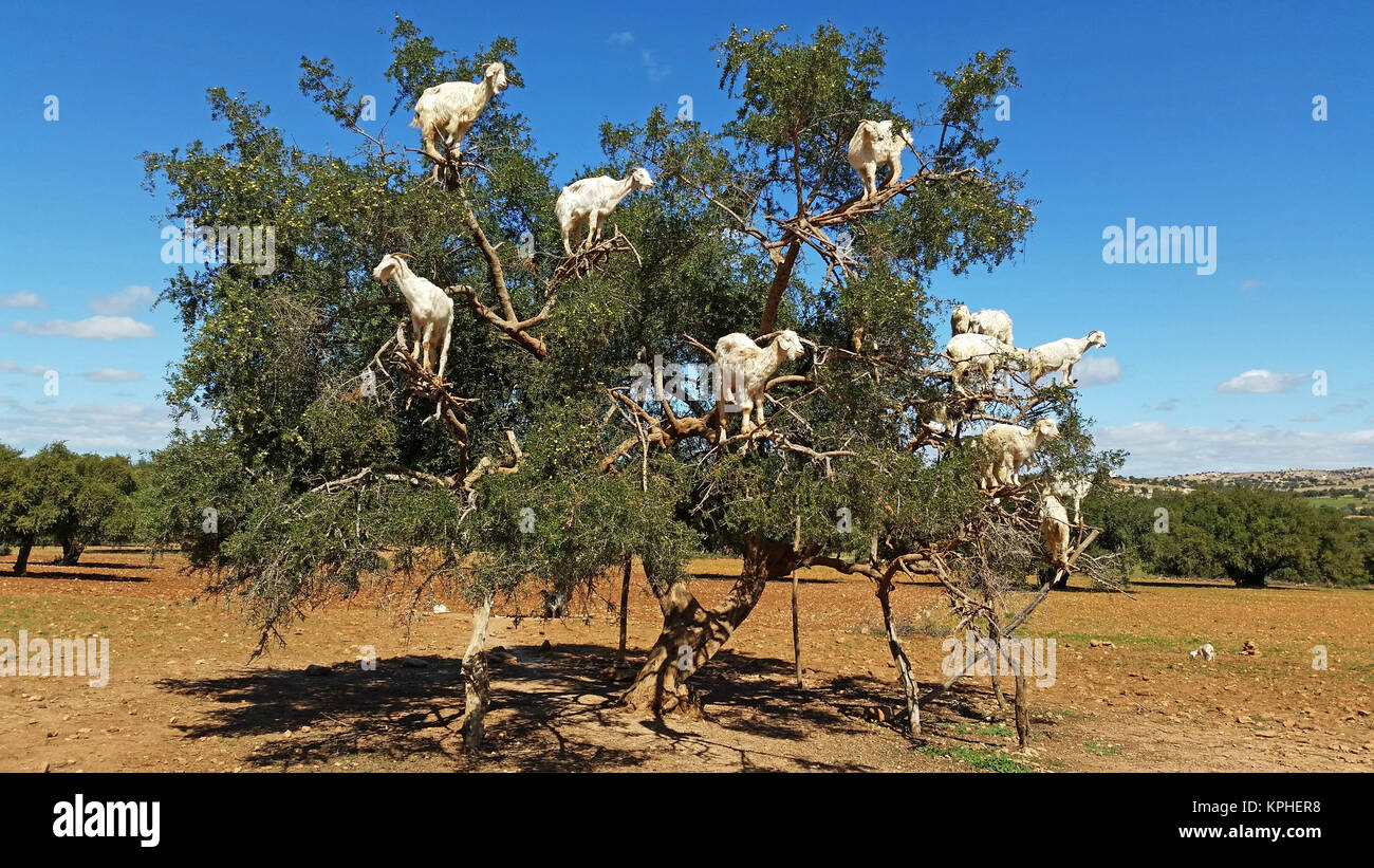 argan nut tree Stock Photo - Alamy