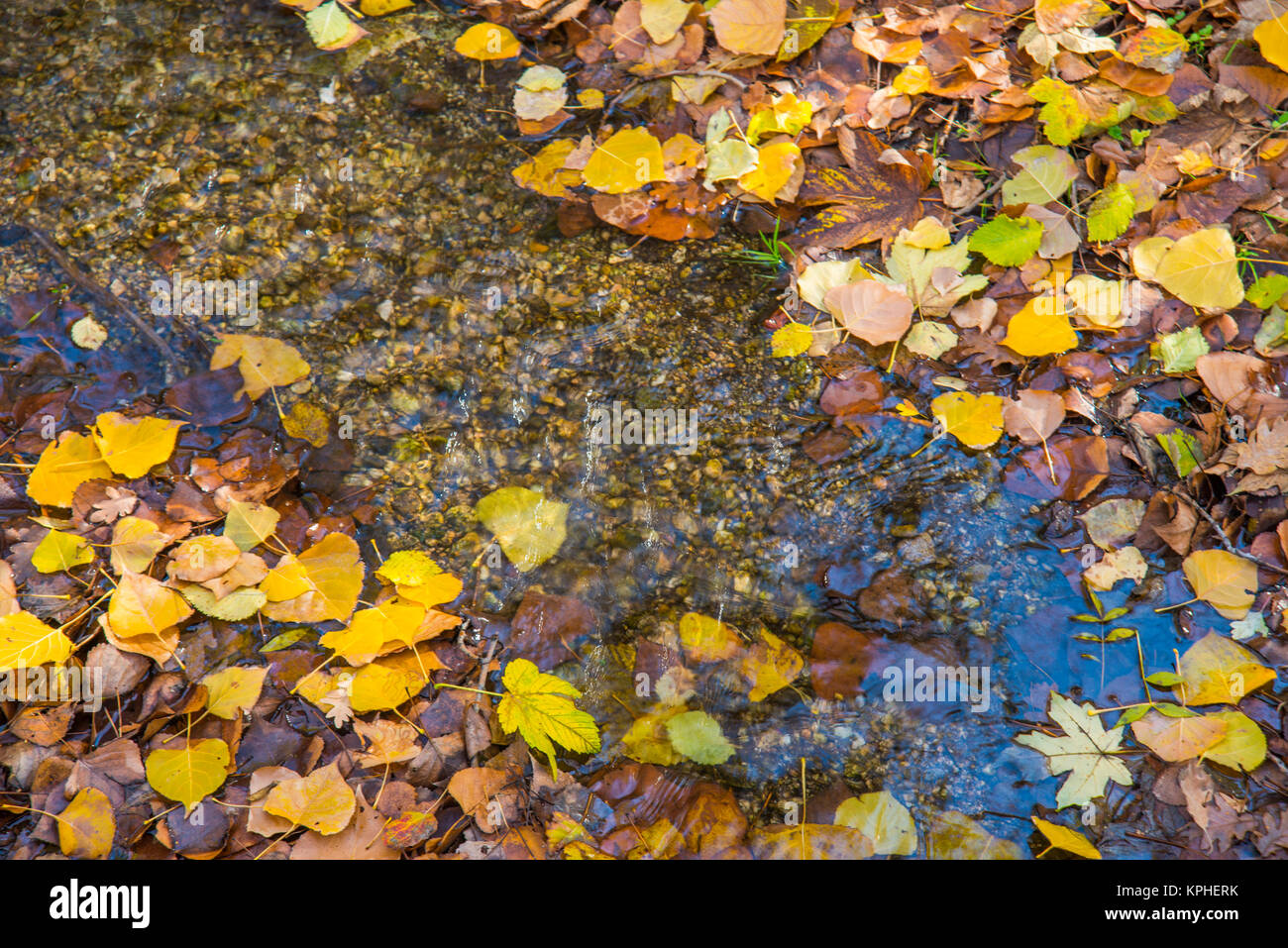 Autumn leaves in the water Stock Photo - Alamy