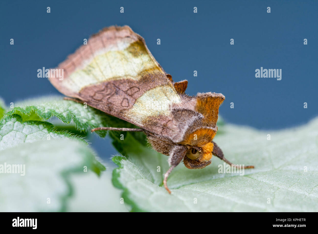 Burnished Brass Moth resting on leaf Diachrysia chrysitis Stock Photo ...