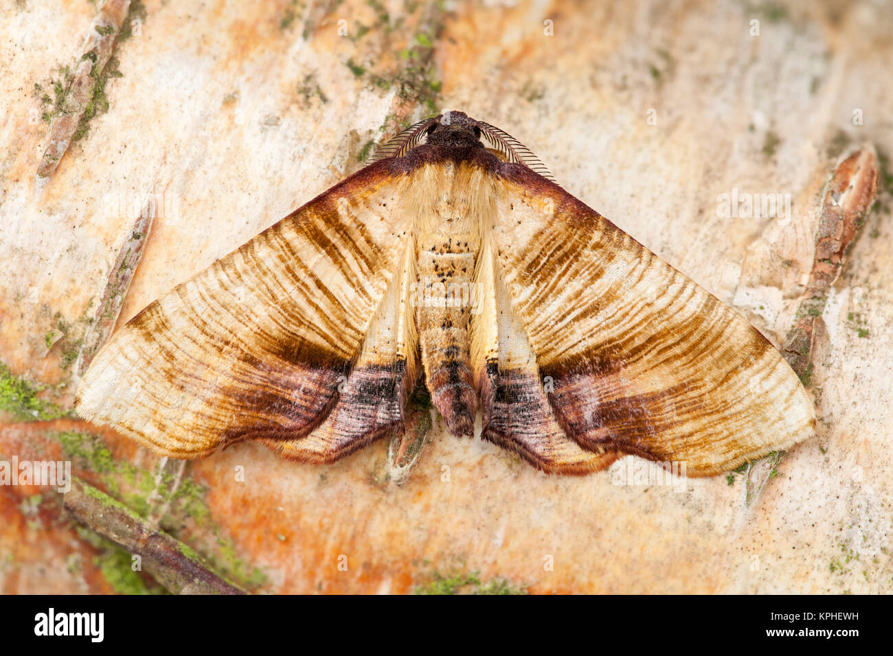 Scorched Wing Moth resting on birch bark Stock Photo - Alamy