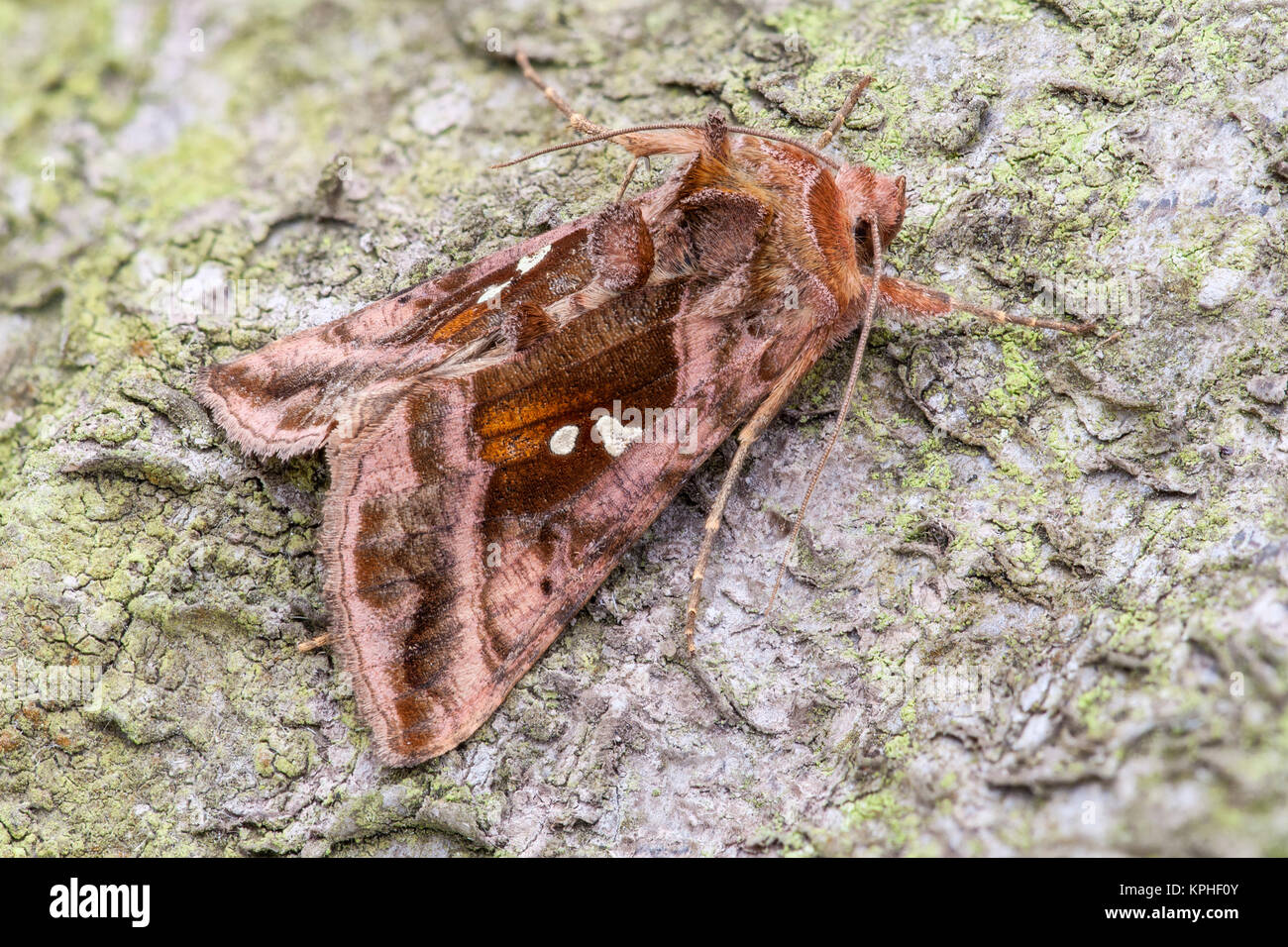 Plain Golden Y Moth resting on bark Stock Photo - Alamy