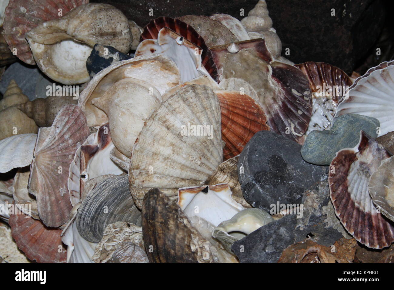 Big pile of naturally weathered large sea shells including scallops and ...