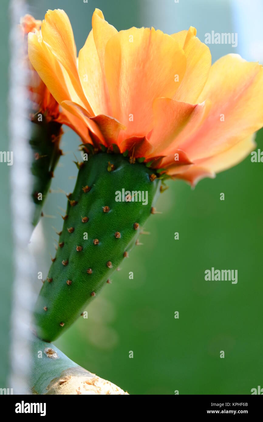cactus flowers portrait Stock Photo - Alamy