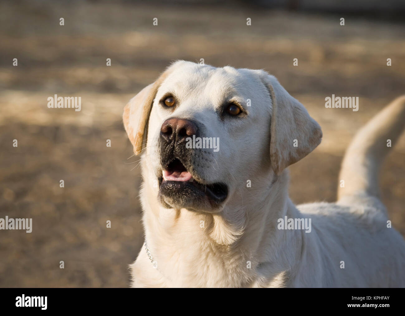 Yellow Labrador Retriever waiting Stock Photo - Alamy