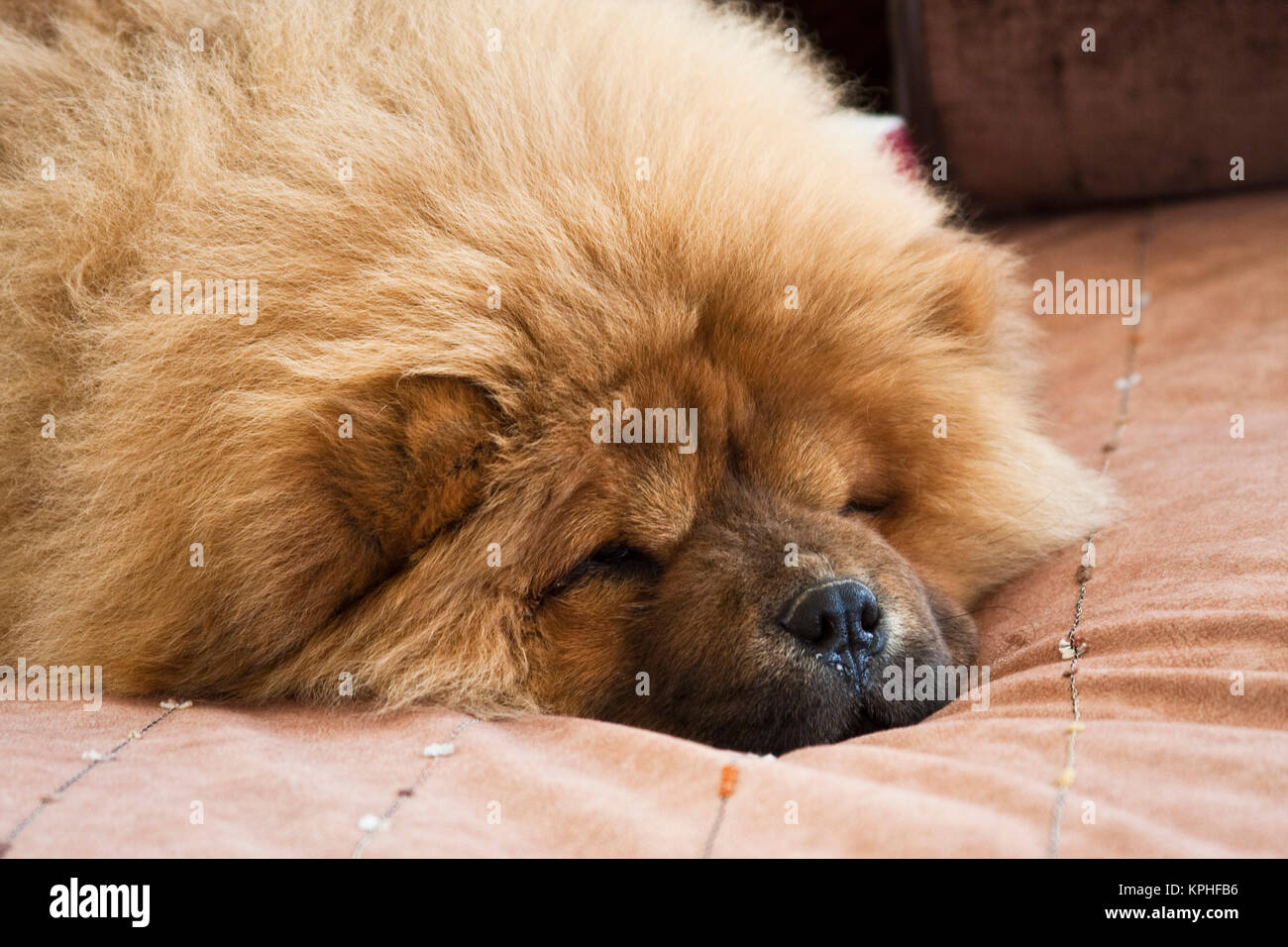 Chow chow puppy hi-res stock photography and images - Alamy