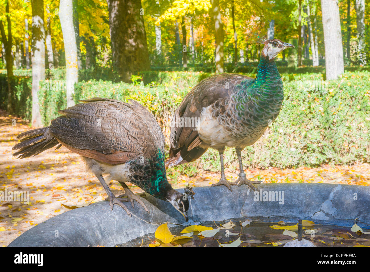 Two female peacocks drinking water in a fountain. Aranjuez, Madrid ...