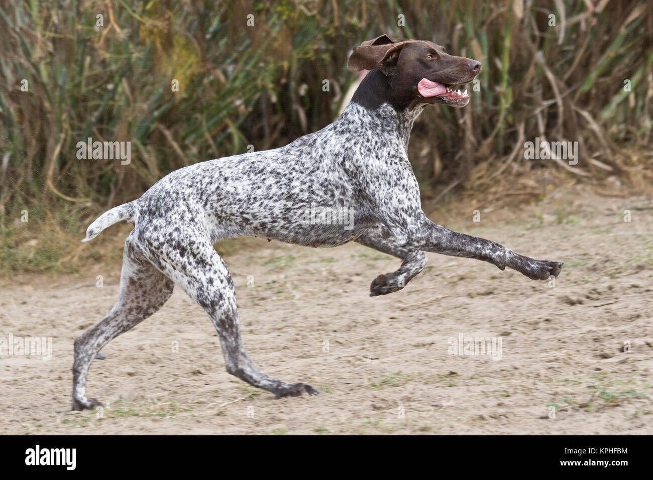 Happy german shorthaired pointer hi-res stock photography and images ...