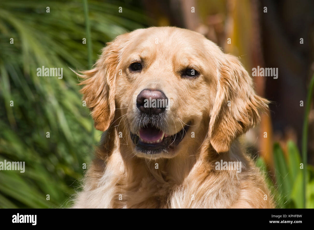 Smiling Golden Retriever