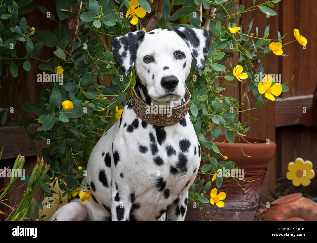 Fire dalmatian hi-res stock photography and images - Alamy