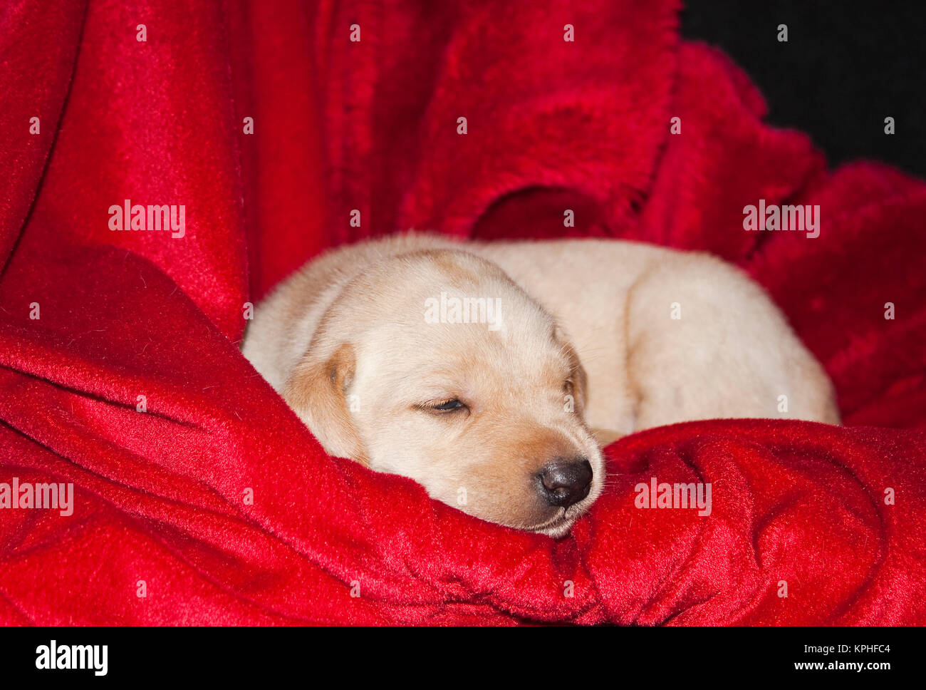 A Yellow Labrador Retriever sleeping on a red blanket Stock Photo - Alamy