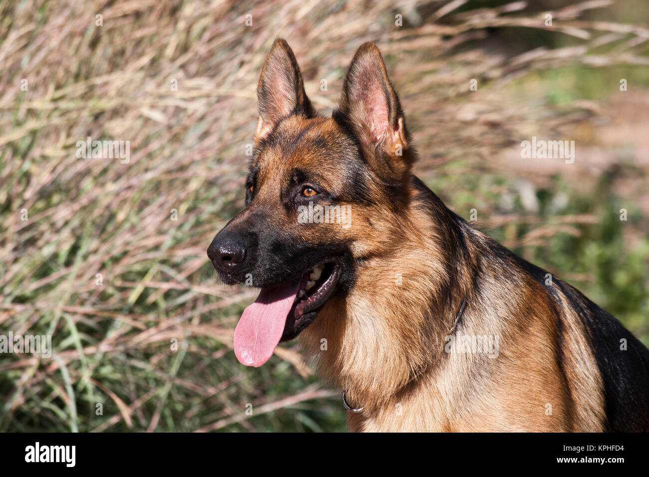Alert tail german shepherd hi-res stock photography and images - Alamy