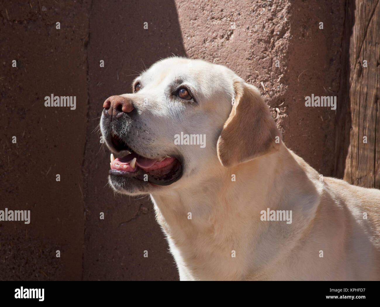 A Yellow Labrador Retriever standing in front of an adobe wall Stock ...