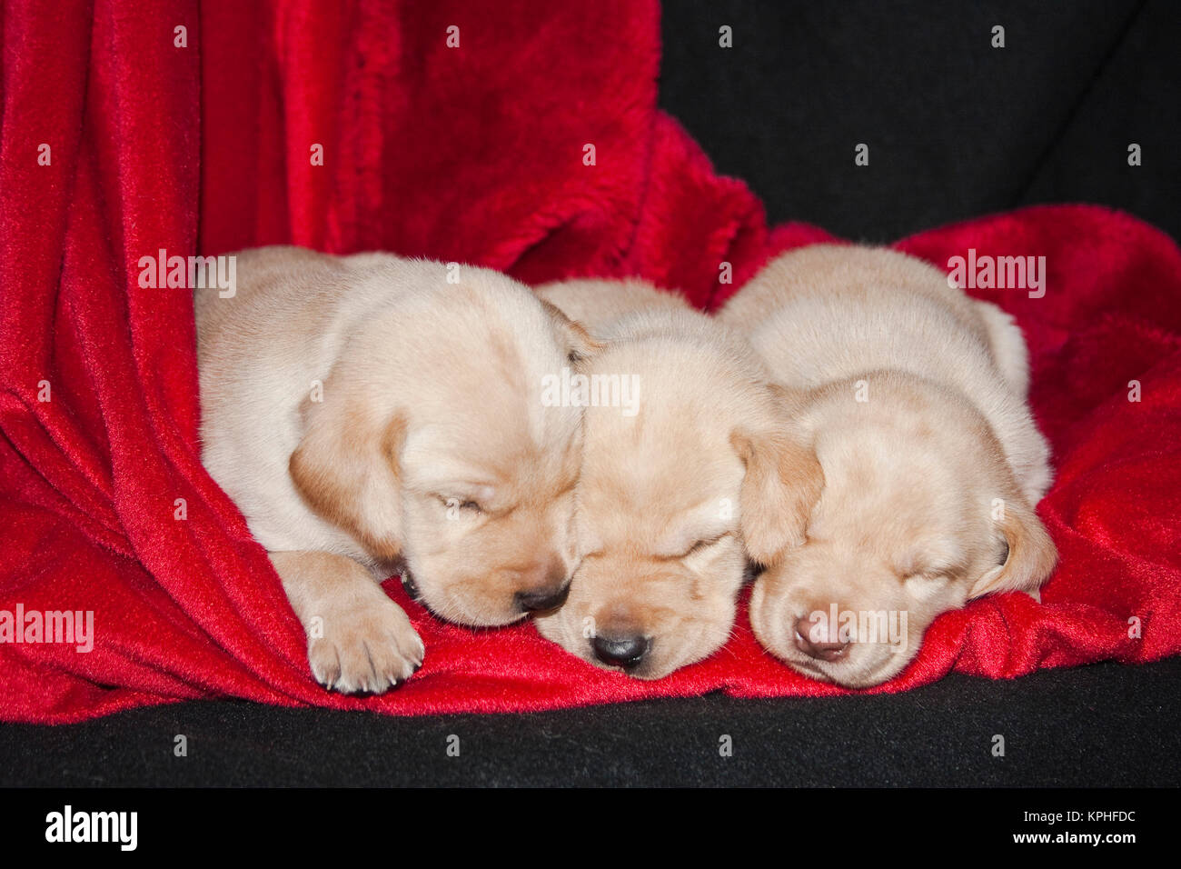 Newborn Yellow Labs