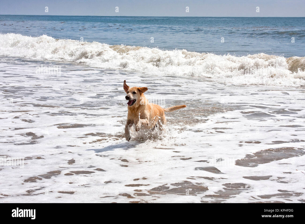 A Yellow Labrador Retriever running through the surf at the beach Stock ...
