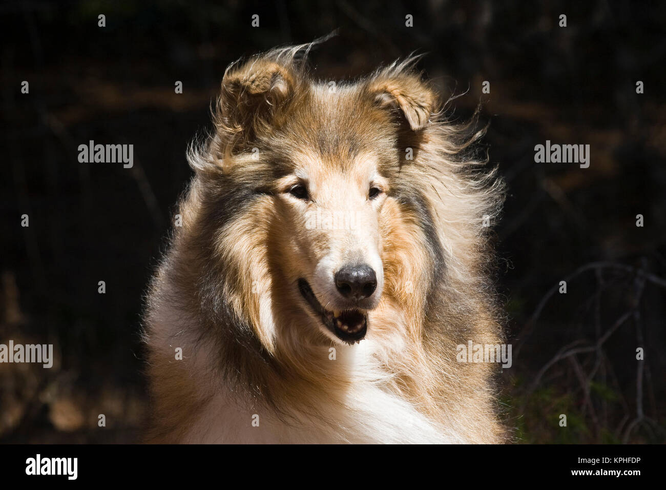 Portrait of a Collie with dark background, wind slightly blowing fur ...