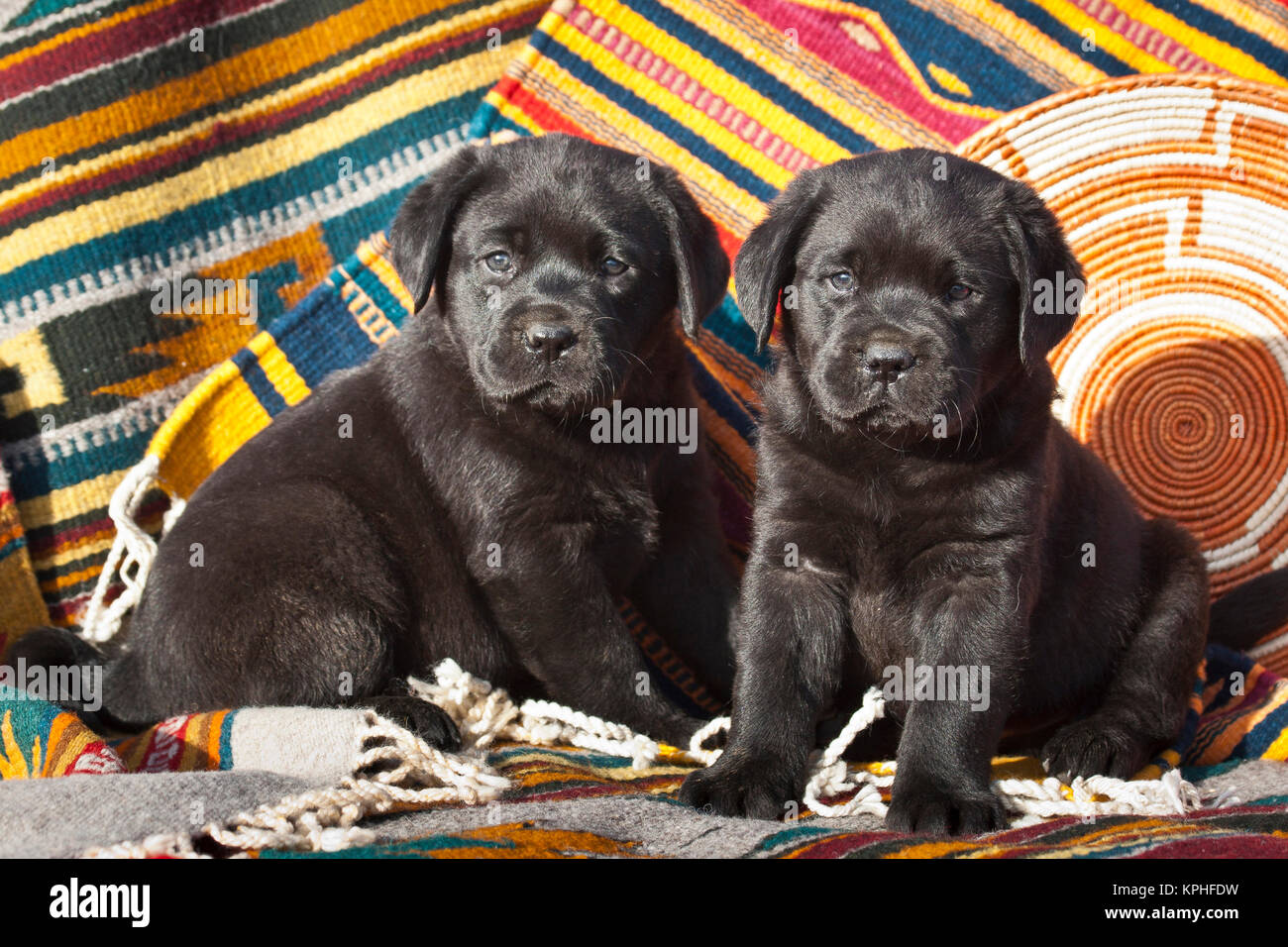Two black lab puppies sitting hi-res stock photography and images - Alamy
