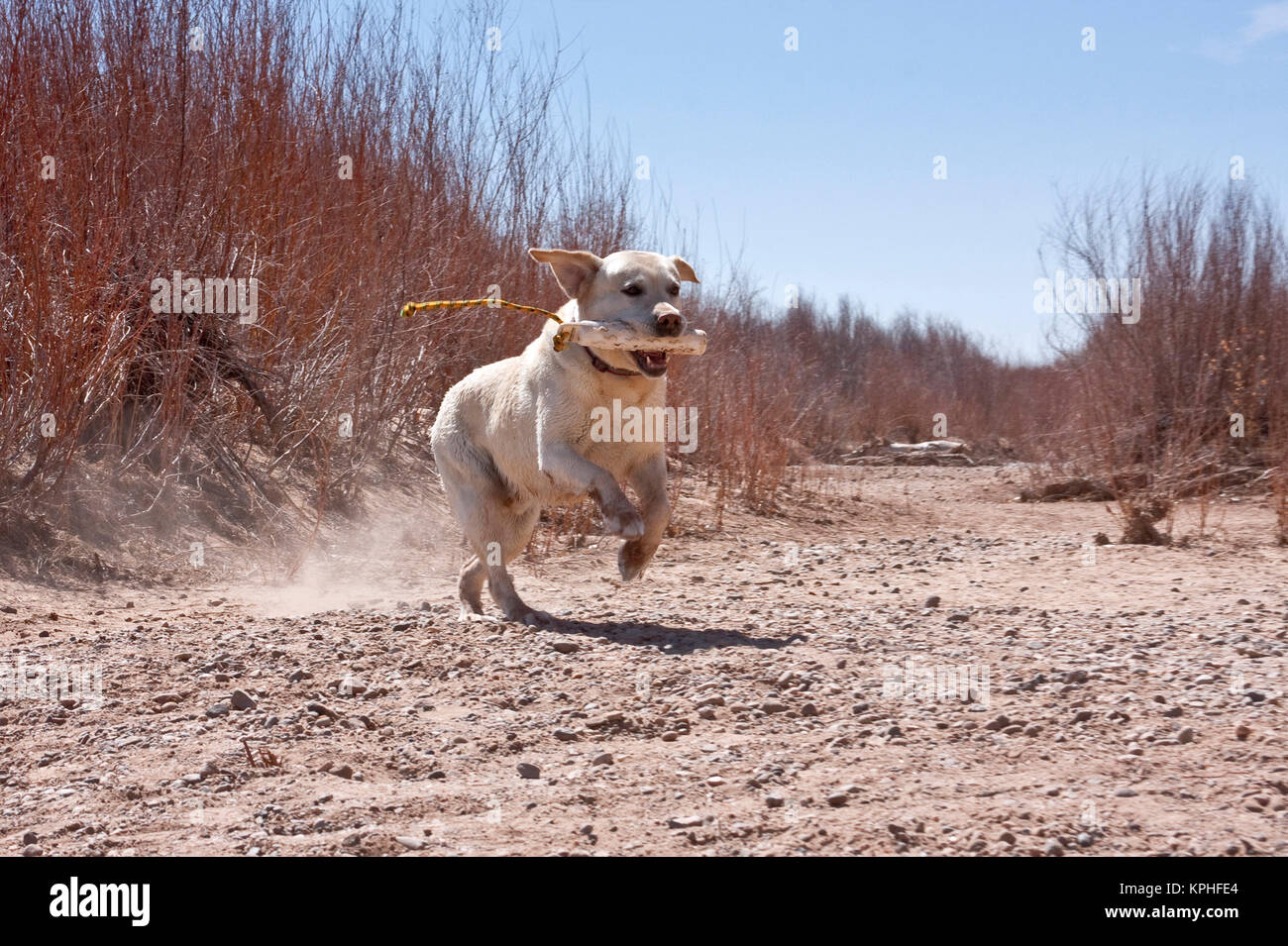 Labrador group hi-res stock photography and images - Alamy
