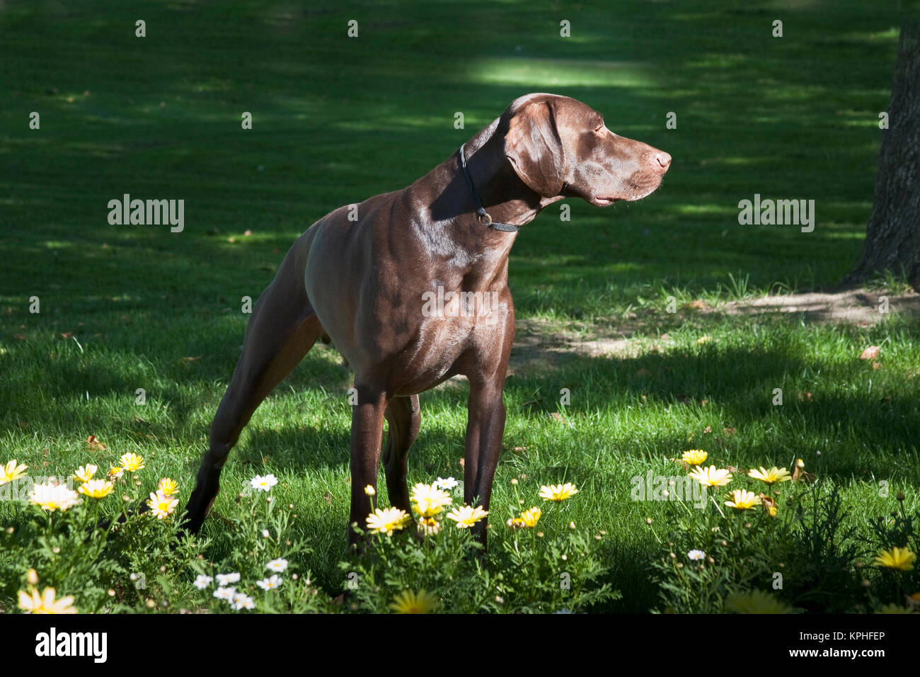 German kurzhaar pointer hi-res stock photography and images - Alamy