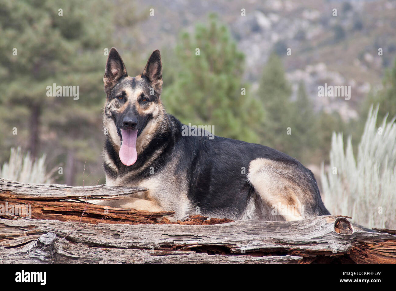 A German Shepherd lying on a fallen tree trunk with sage brush and pine ...