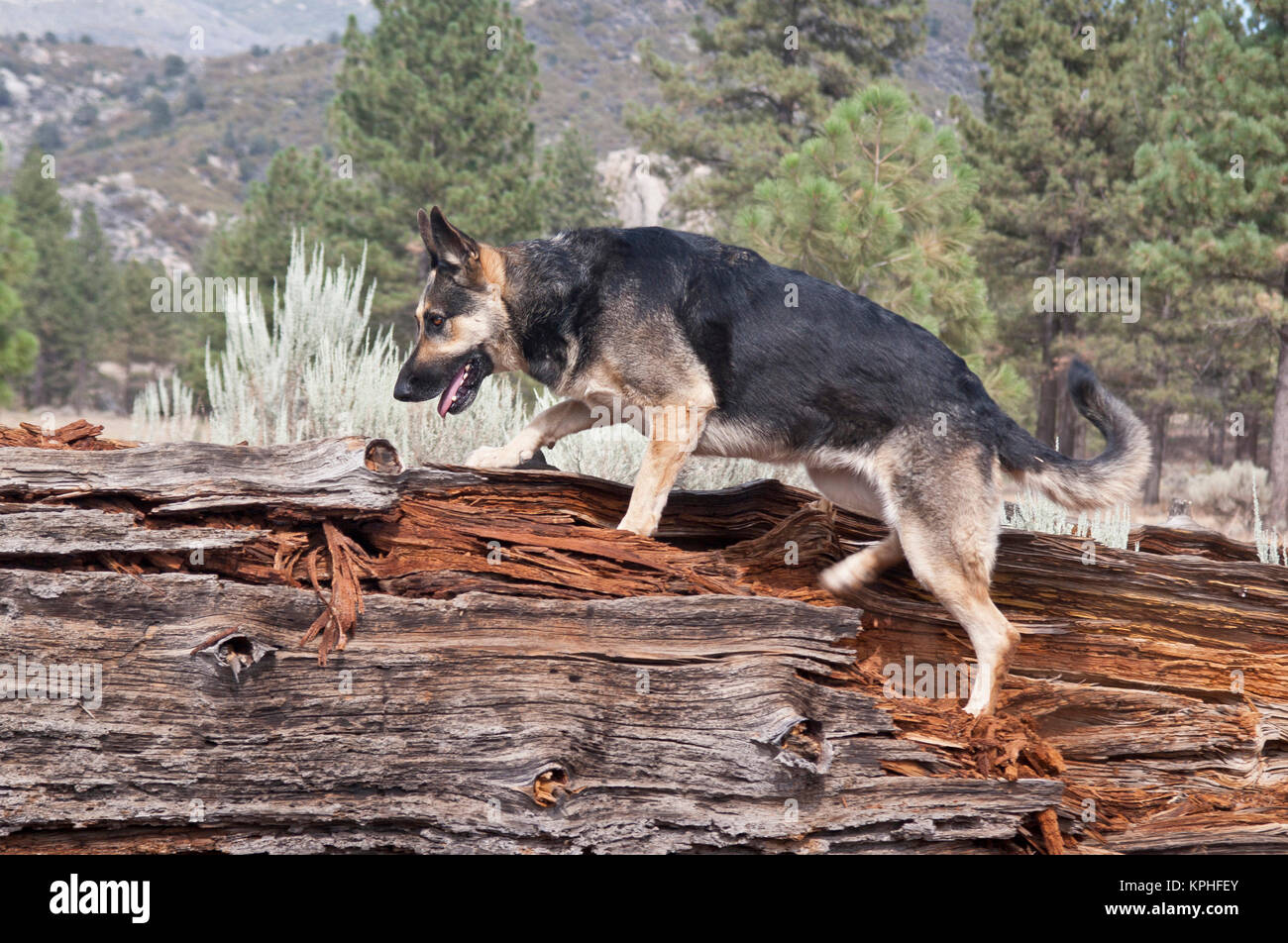 A German Shepherd walking up onto a fallen tree trunk with sage brush ...