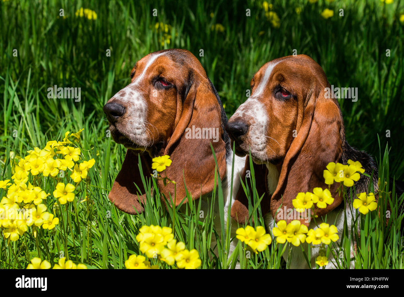 Basset Hounds in Spring grasses (MR Stock Photo - Alamy