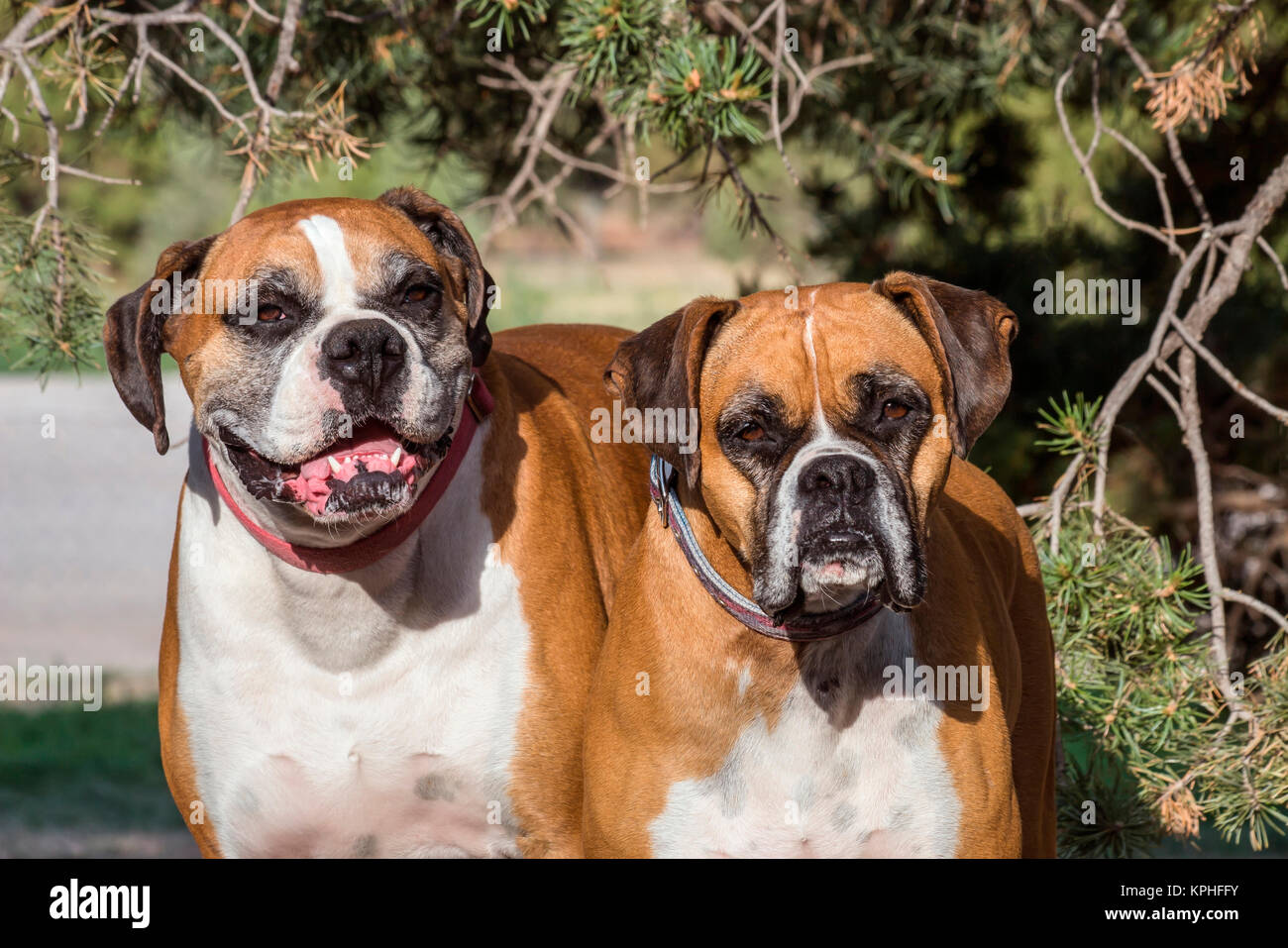 Boxer tan and white hi-res stock photography and images - Alamy