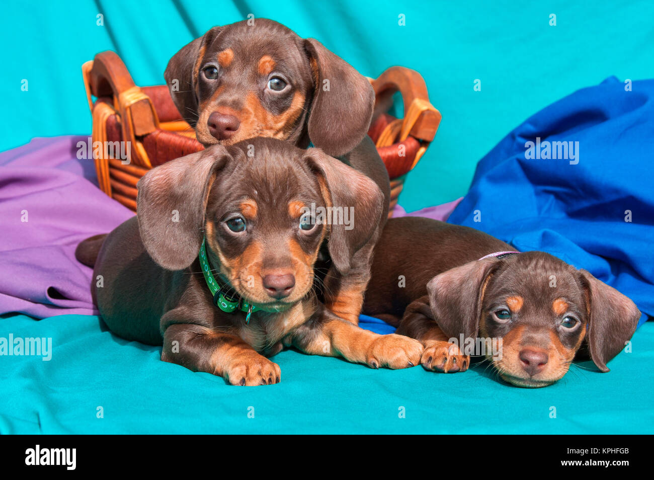 Caring for puppies hi-res stock photography and images - Alamy
