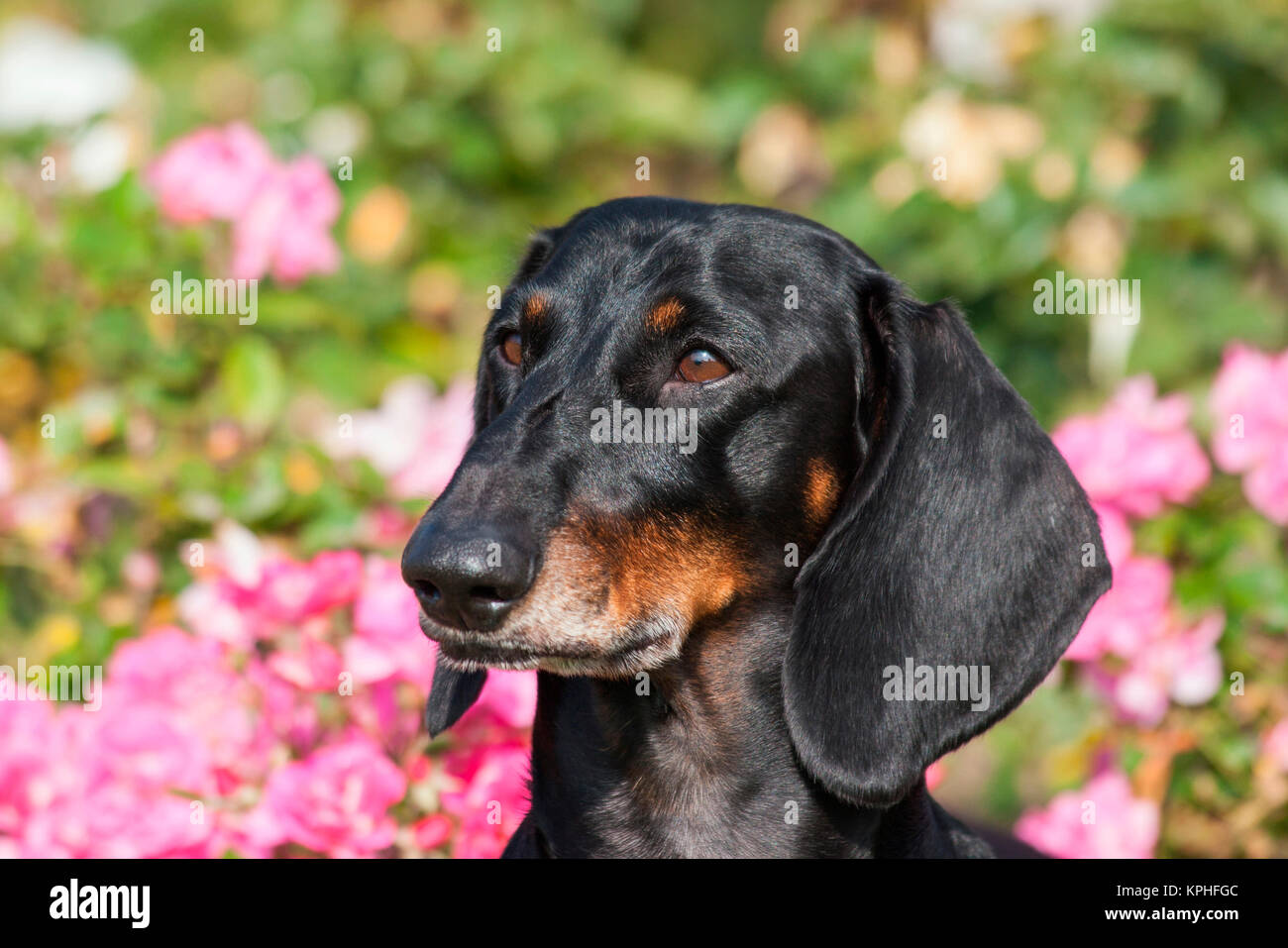 Mr majestic hi-res stock photography and images - Alamy