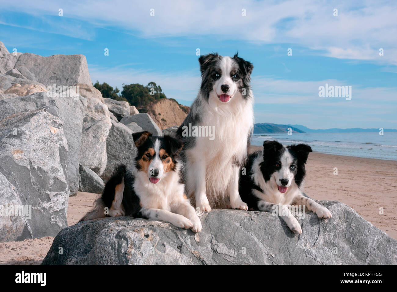 Three Border Collies on boulder at beach Stock Photo - Alamy