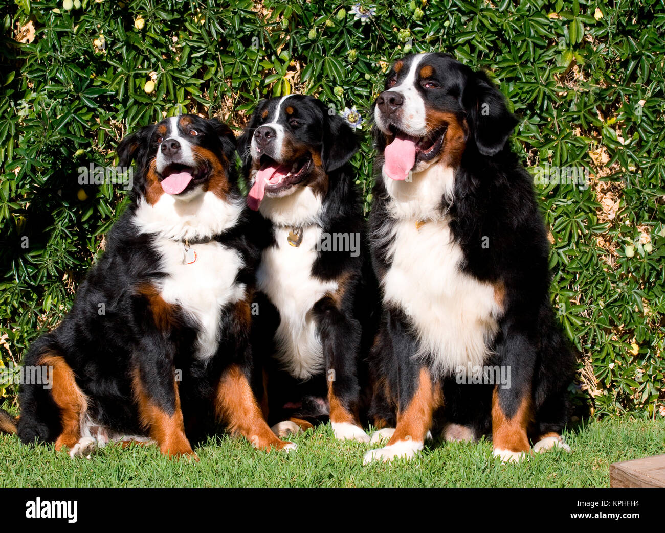 Three Bernese Mountain Dogs Stock Photo - Alamy