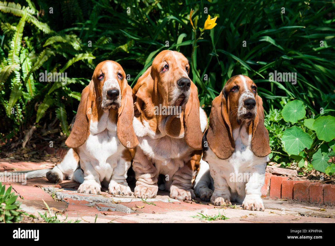 Basset Hounds sitting on garden pathway (MR Stock Photo - Alamy