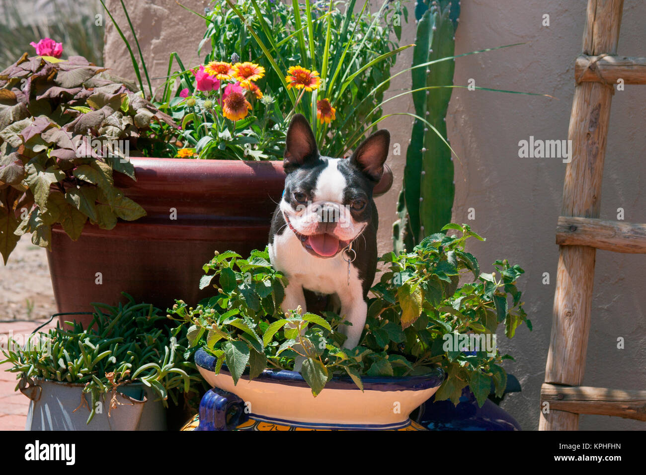 Boston Terrier in garden flower pot (MR Stock Photo - Alamy