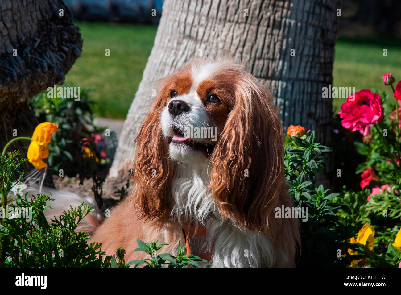 Cavalier attitude hi-res stock photography and images - Alamy