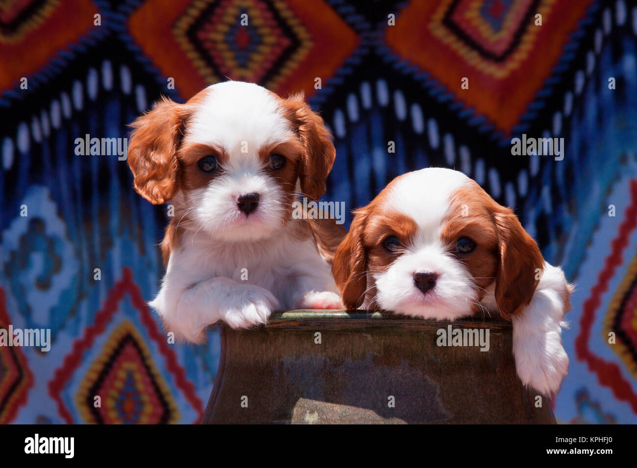 Cavalier Puppies coming out of a ceramic flower pot (MR Stock Photo - Alamy